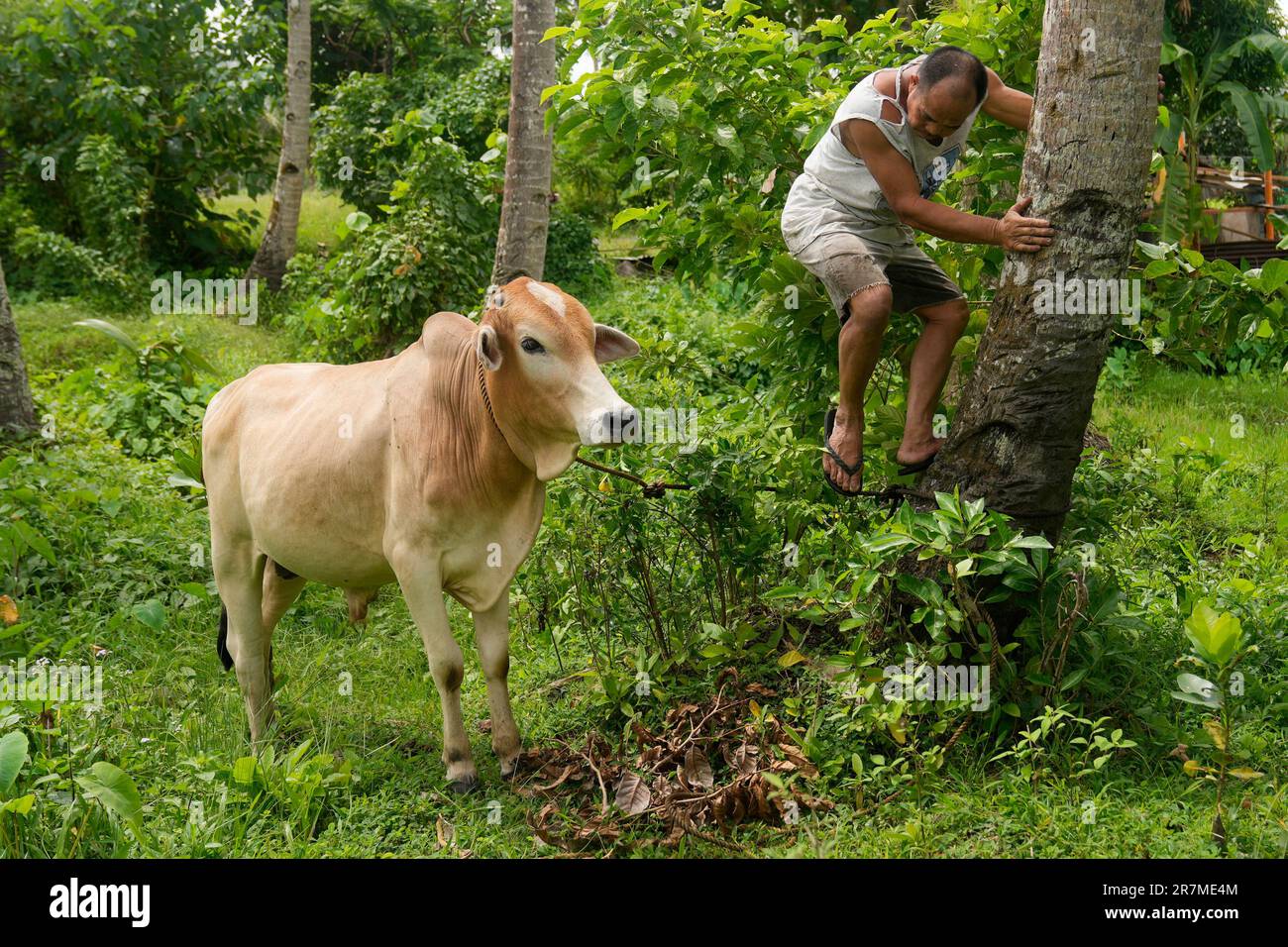 A farmer ties his cow as they bring them to a pooling center outside ...