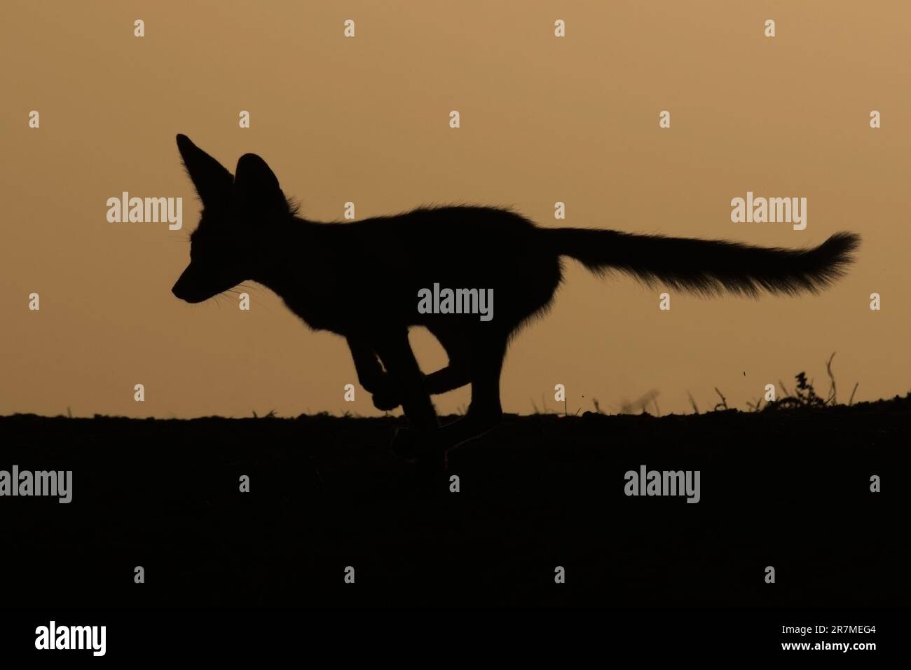 Desert fox (vulpes vulpus pusilla) cub silhouette Stock Photo - Alamy