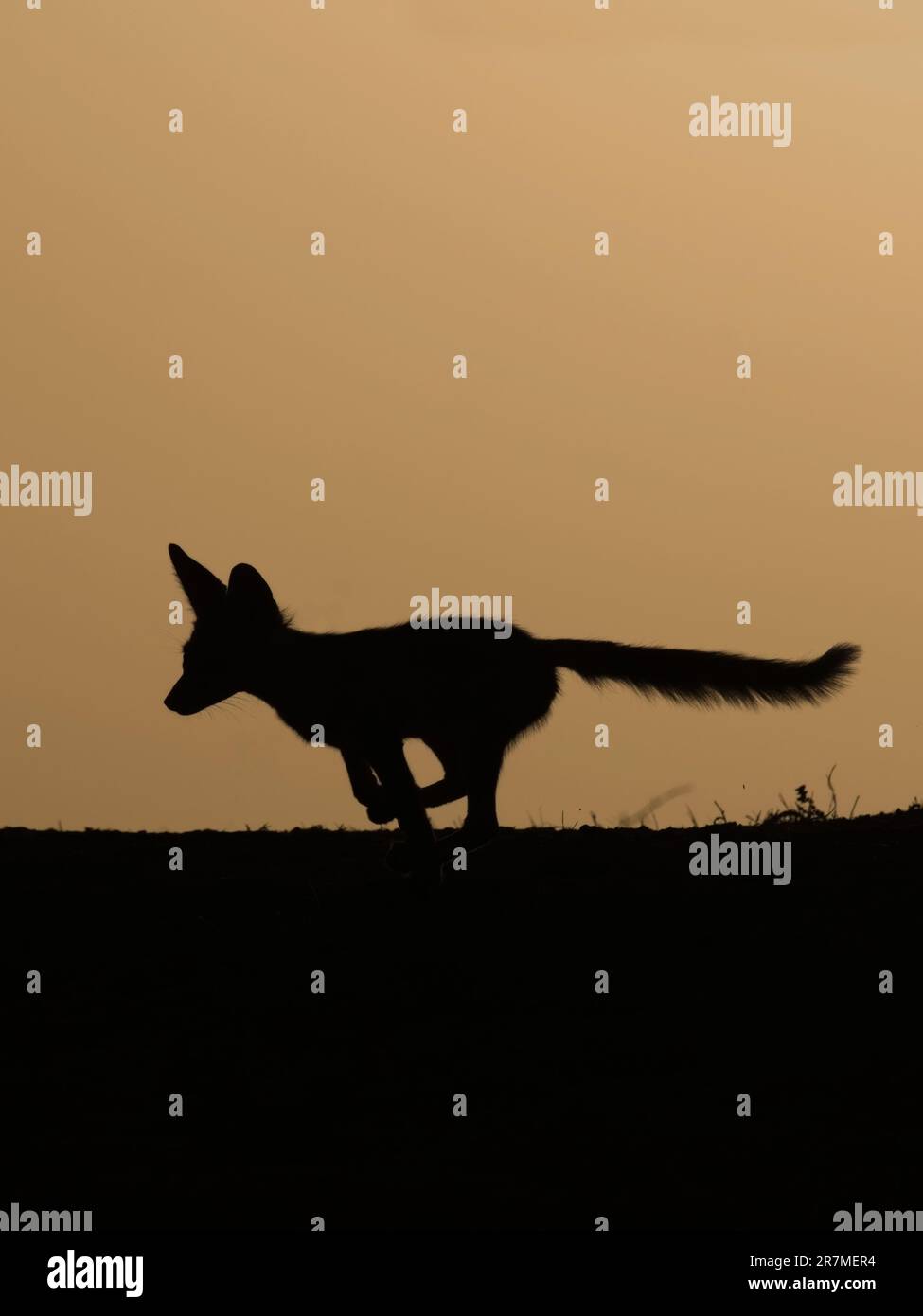 Desert fox (vulpes vulpus pusilla) cub silhouette Stock Photo - Alamy