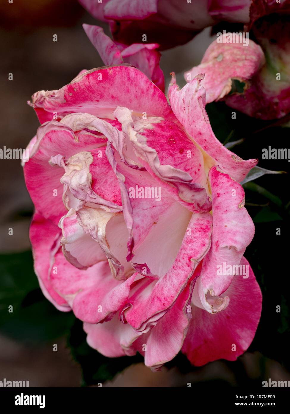 Two tone roses hi-res stock photography and images - Alamy