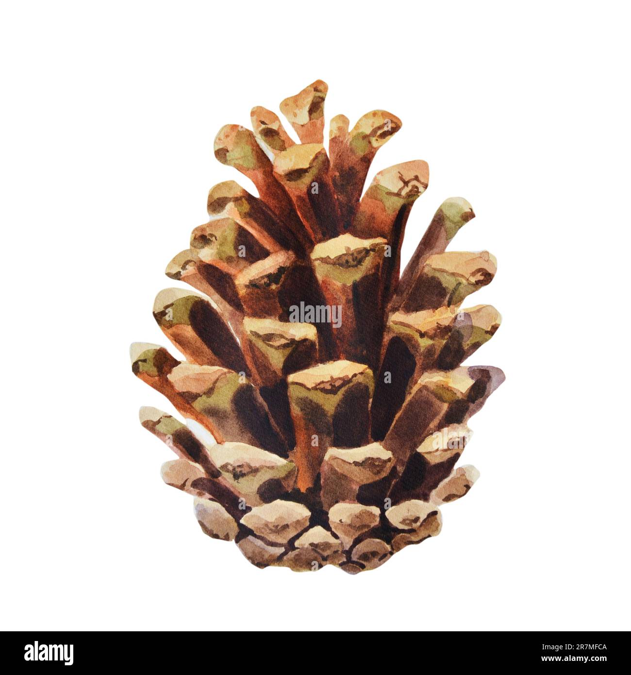 Watercolor pine cone for decoration. Hand drawn watercolor illustration ...