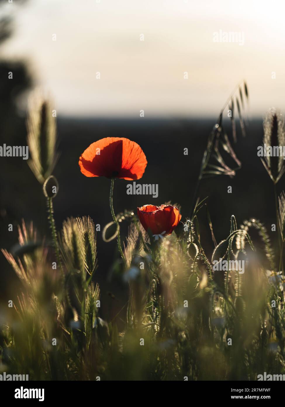 Bloom emerges hi-res stock photography and images - Alamy