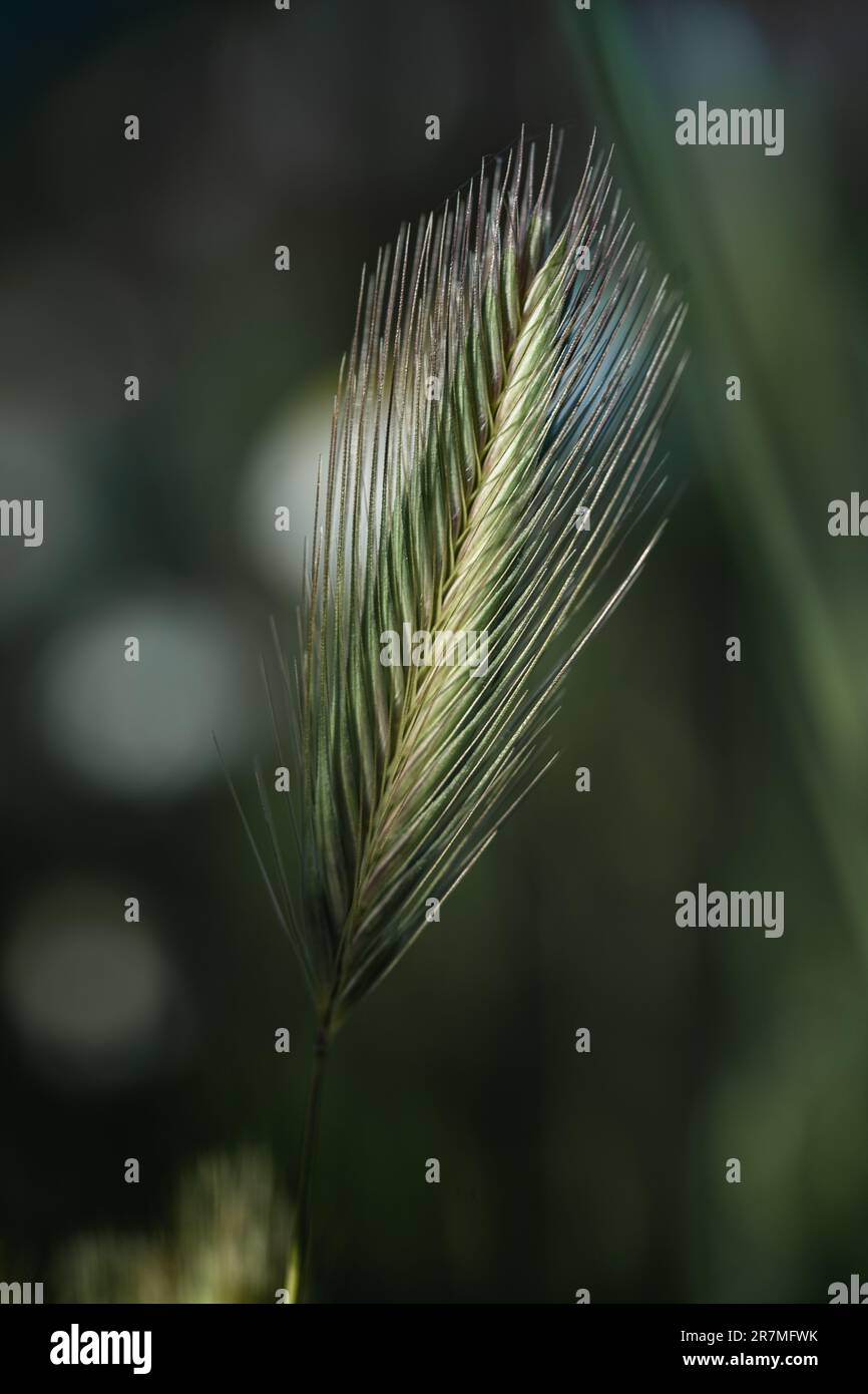 Sharp edges plant hi-res stock photography and images - Alamy