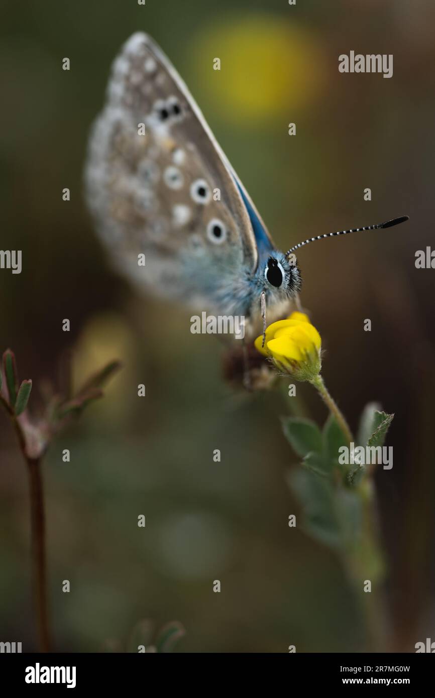 Gracefully fluttering through the air, a tiny blue butterfly dances ...