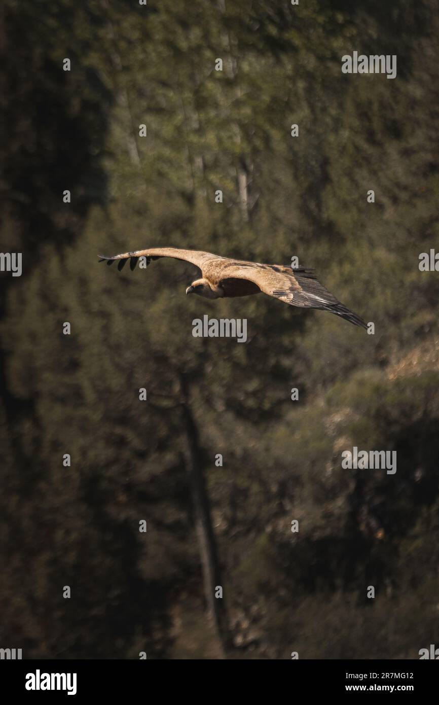 Silhouetted against the expansive sky, a vulture soars with graceful ...