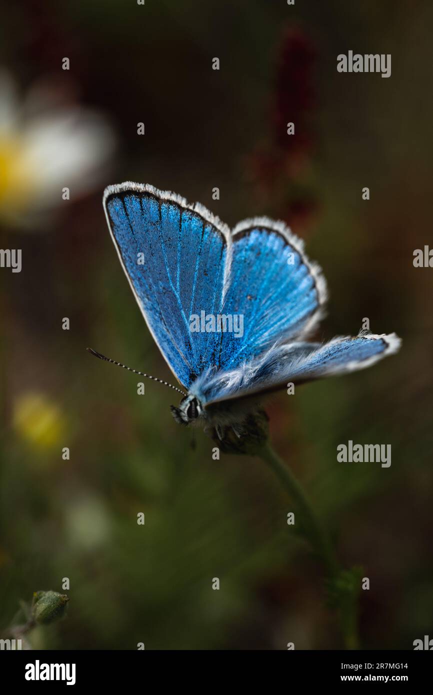 Gracefully fluttering through the air, a tiny blue butterfly dances ...
