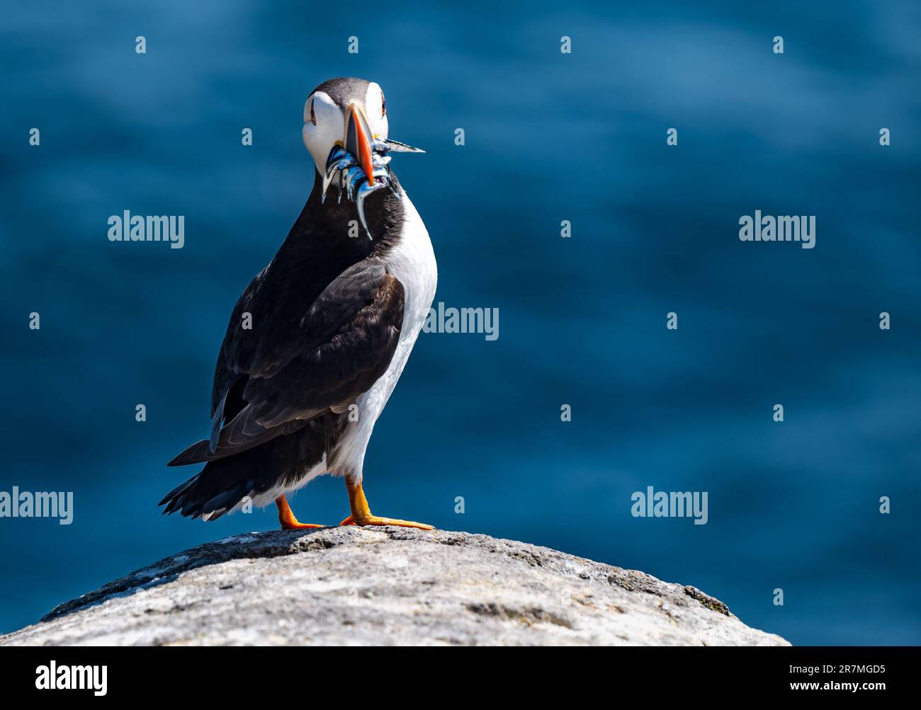Firth of Forth, Scotland, UK, 16th June 2023. UK Weather: warm sunny ...