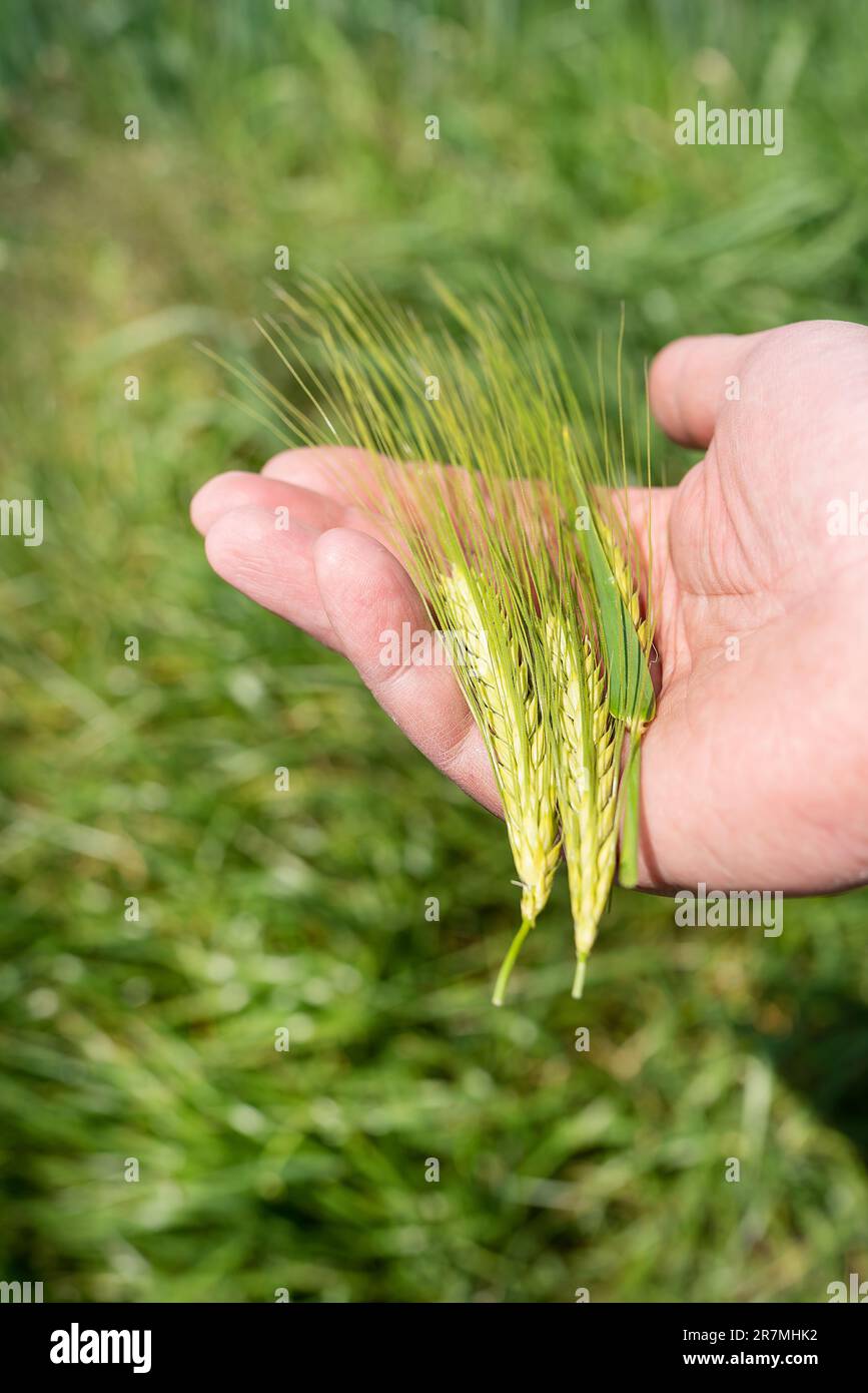Man walking through field touching hi-res stock photography and images ...