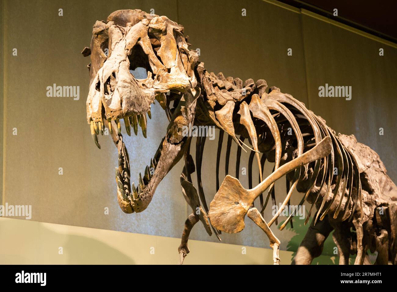 Milan, Italy- January 2023: Tyrannosaurus Rex fossil. Old t-rex ...