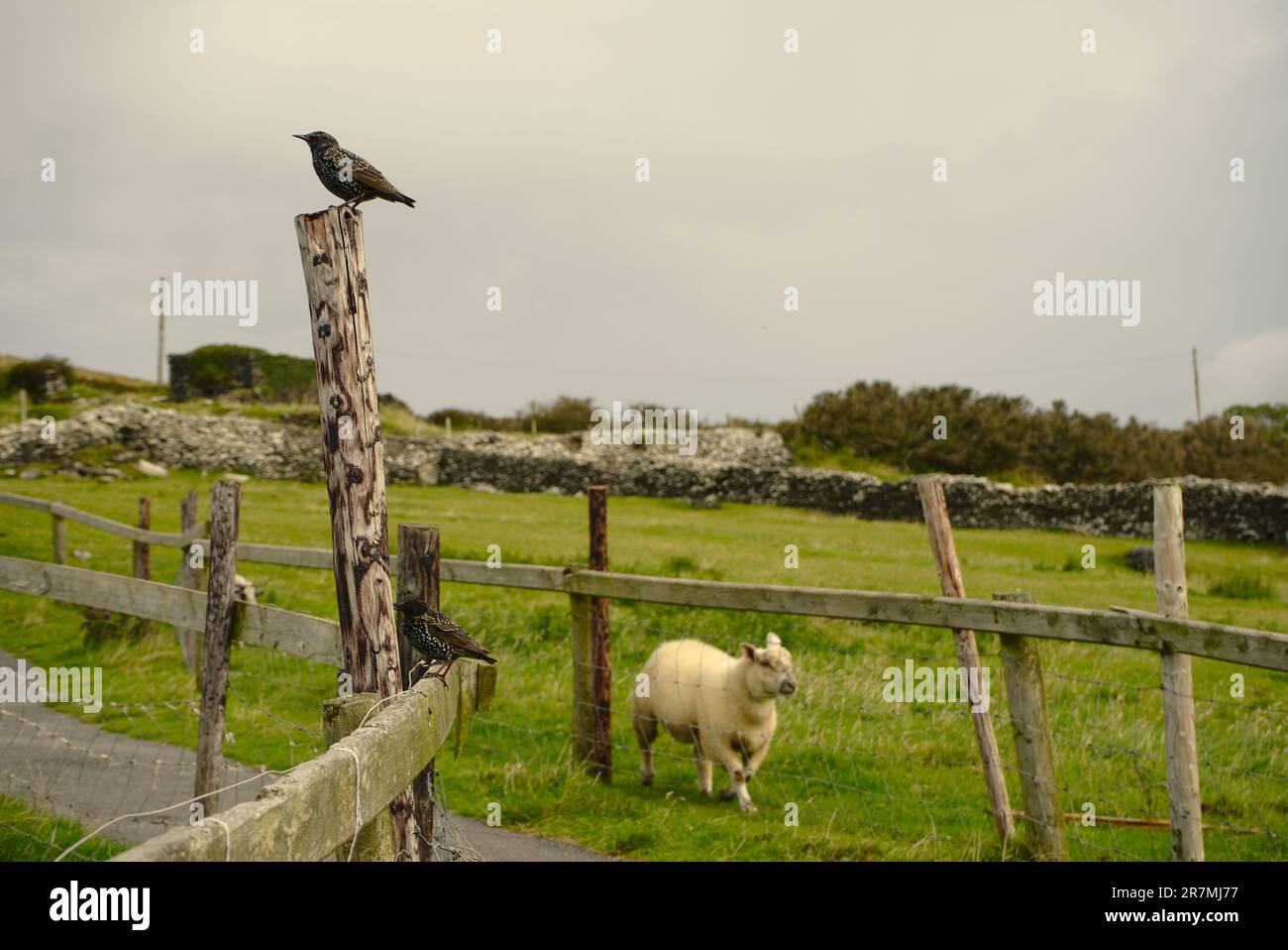 Free Birds and a Shepe Stock Photo - Alamy