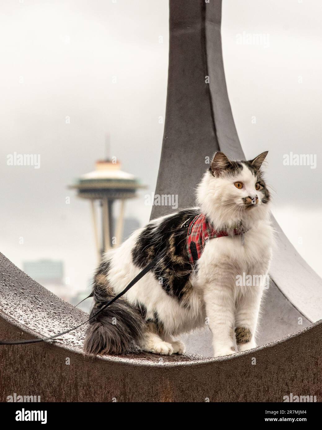 Black & white pet cat with bright orange eyes enjoying the city view of ...