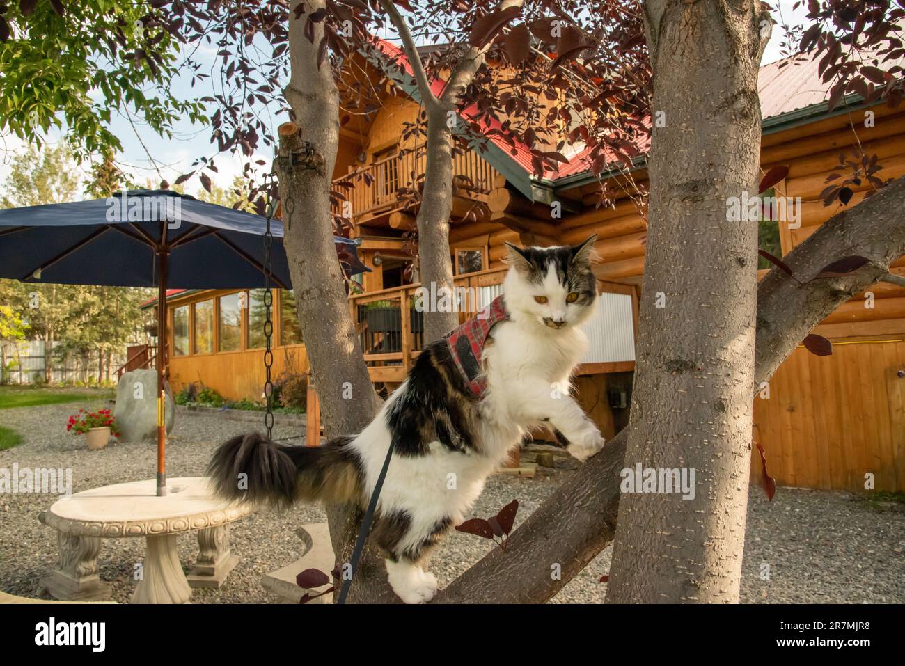 Cat climbing a tree in Yukon Territory with log building in the ...