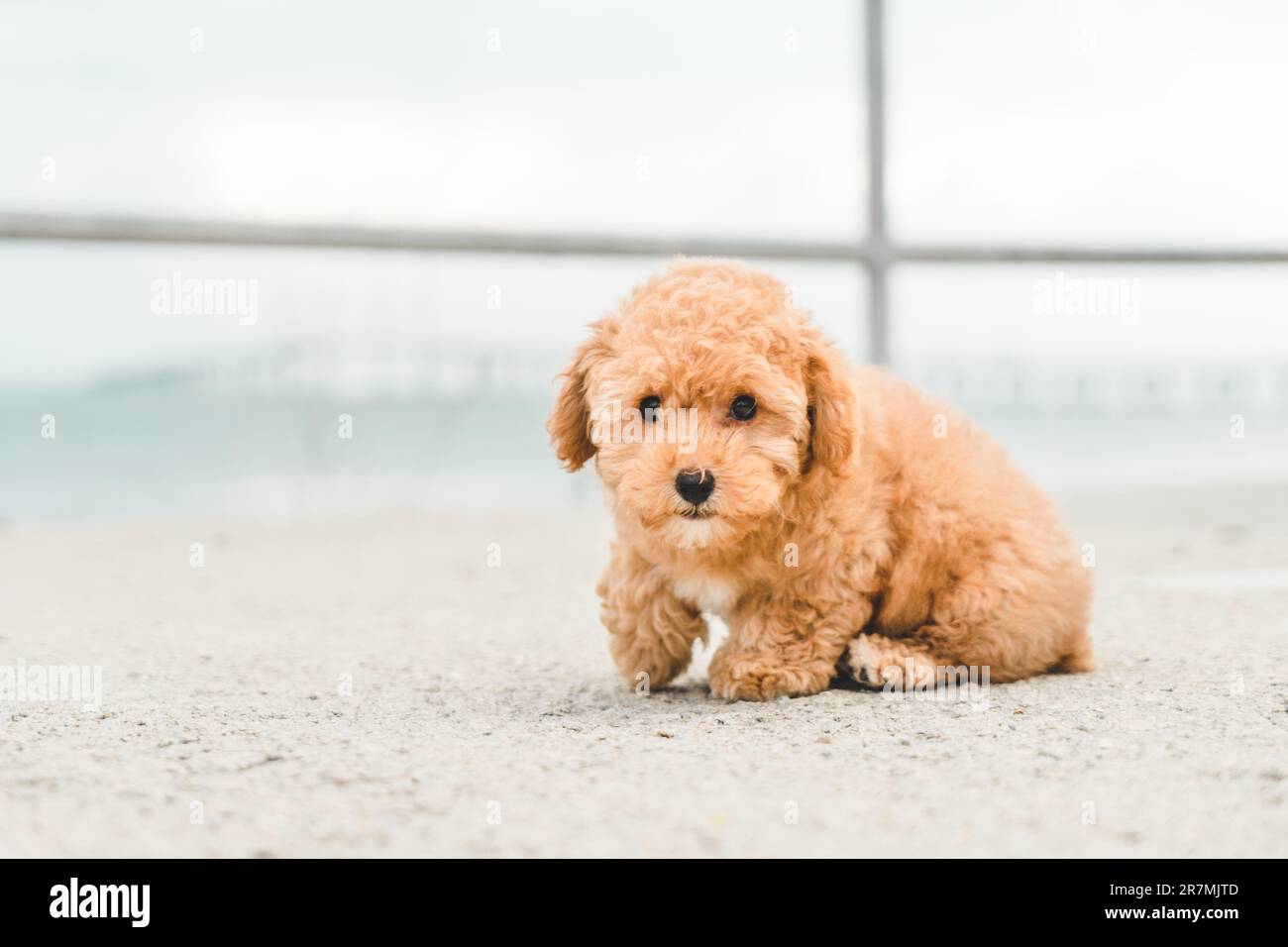 An adorable fluffy cute poodle puppy sitting outdoors and looking at ...