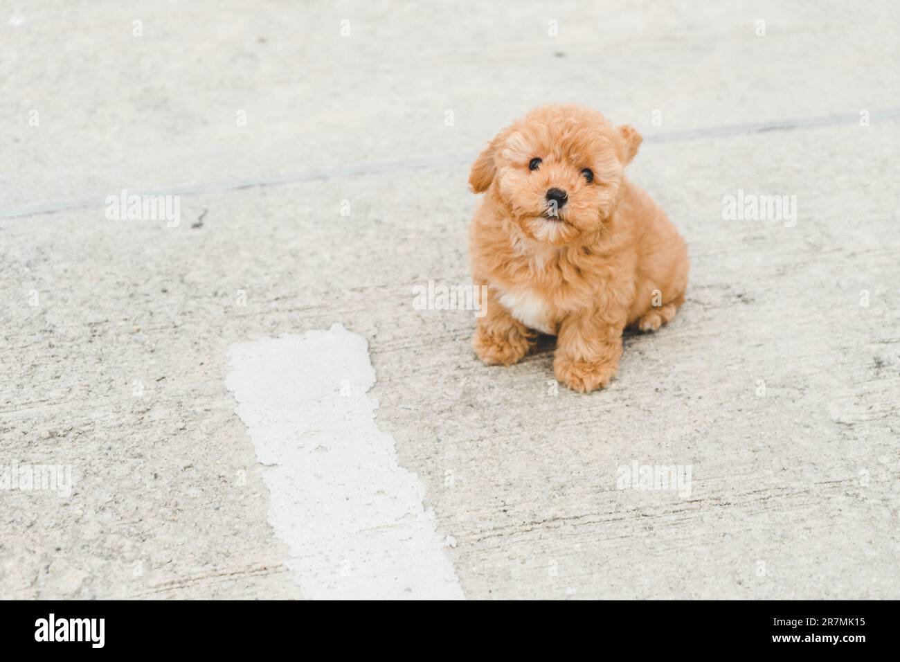 An adorable fluffy cute poodle puppy sitting outdoors Stock Photo - Alamy