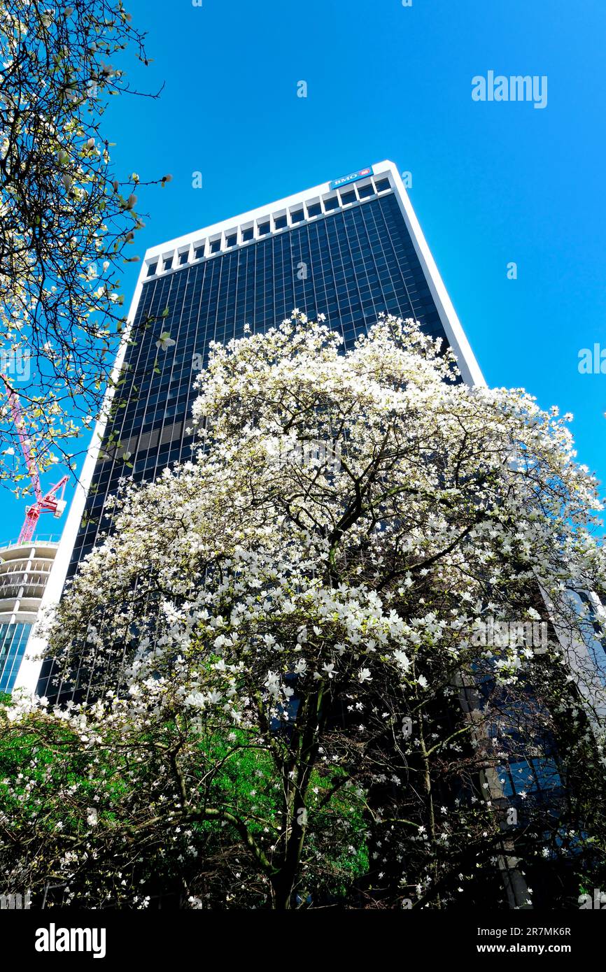 Magnolia tree without flowers hi-res stock photography and images - Alamy