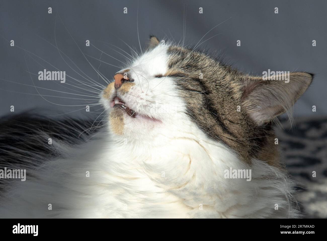 Stunning and cute maine coon cat rolling in catnip staring at camera ...