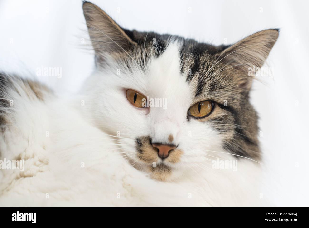 Stunning and cute maine coon cat rolling in catnip staring at camera ...