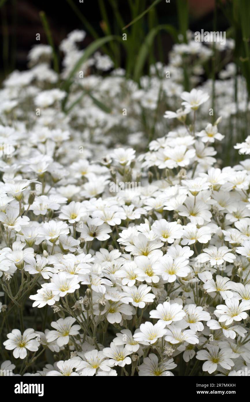Mouse-ears photo blooms and grows outside in close-up Stock Photo - Alamy