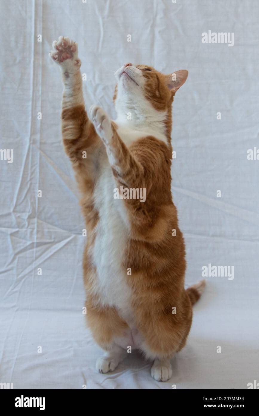 Ginger orange & white cat playing reaching up into air on white ...