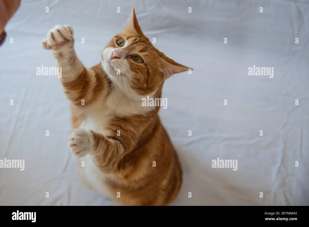 Ginger orange & white cat playing reaching up into air on white ...