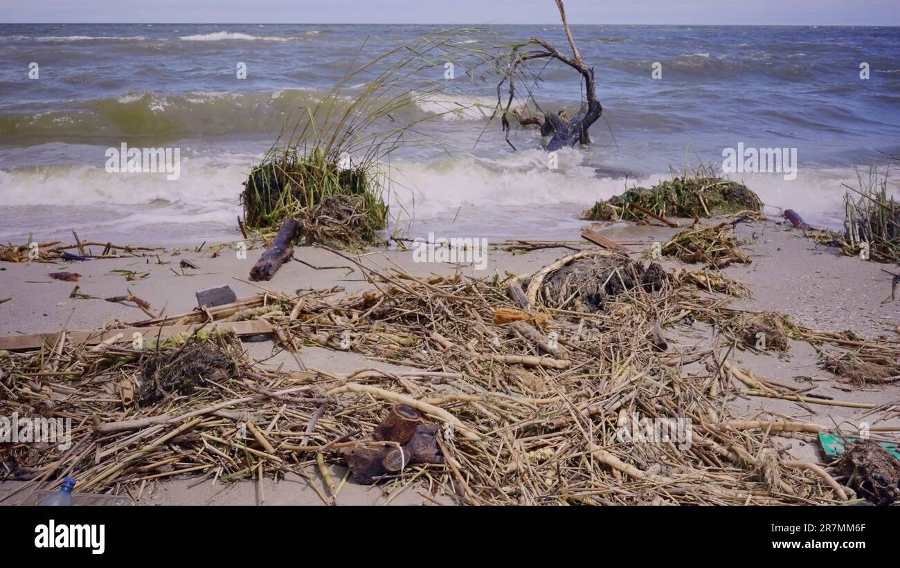 Trees with floating debris has reached Black Sea coastal zone in Odessa ...