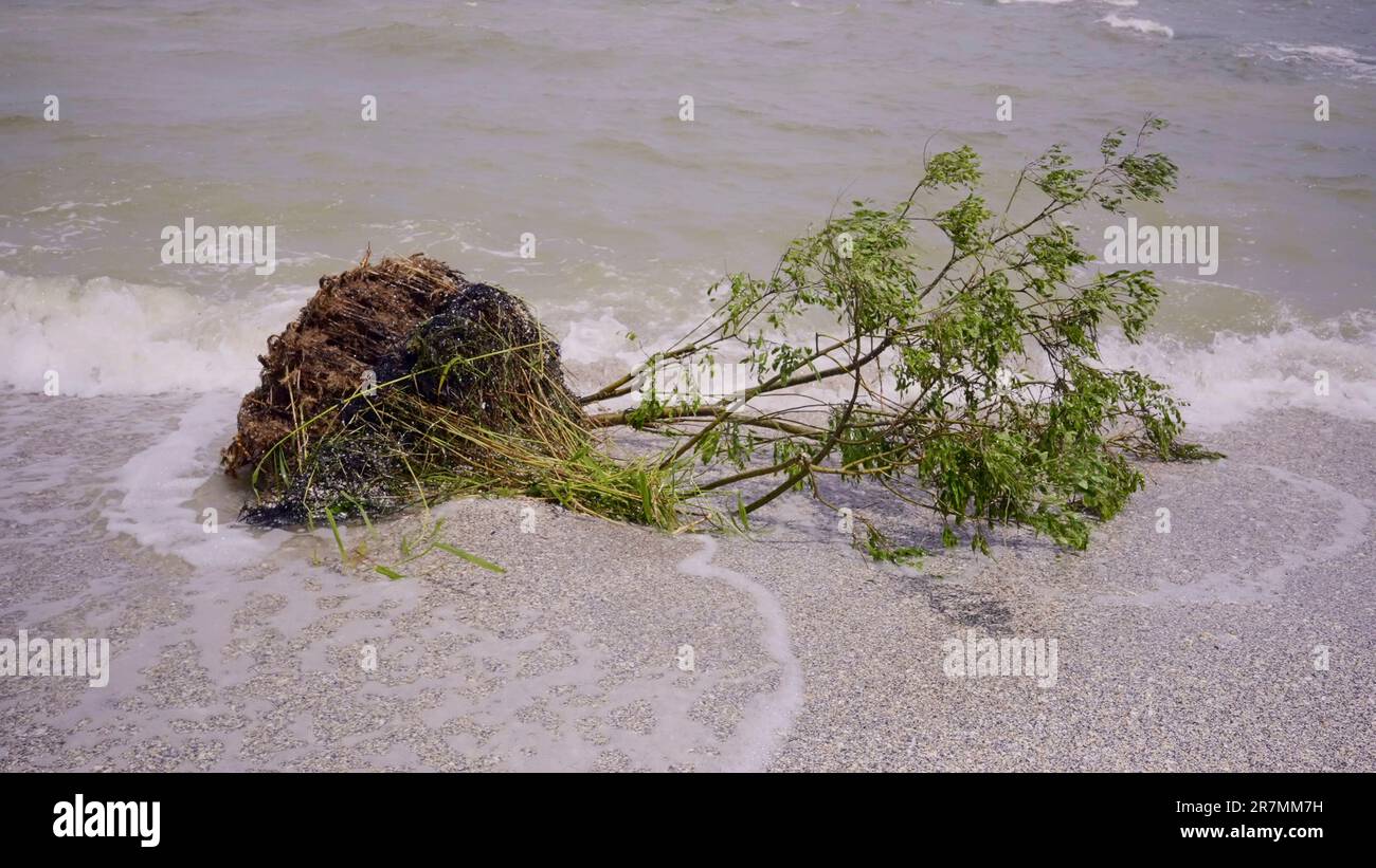 Tree with floating debris has reached Black Sea coastal zone in Odessa ...