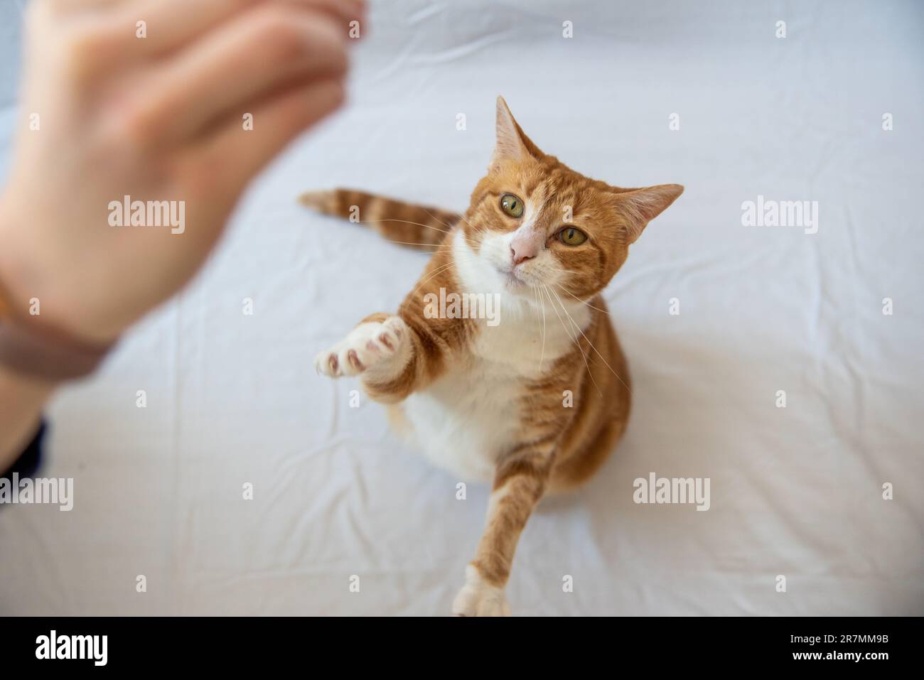Ginger orange & white cat playing reaching up into air on white ...