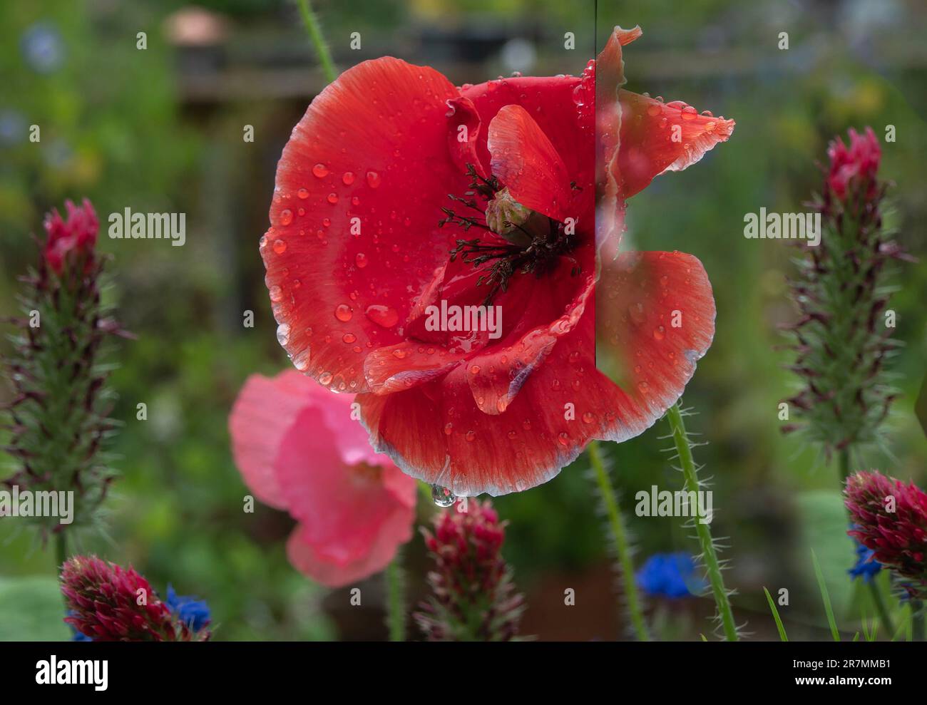 Looking down into the heart of a Poppy Stock Photo - Alamy
