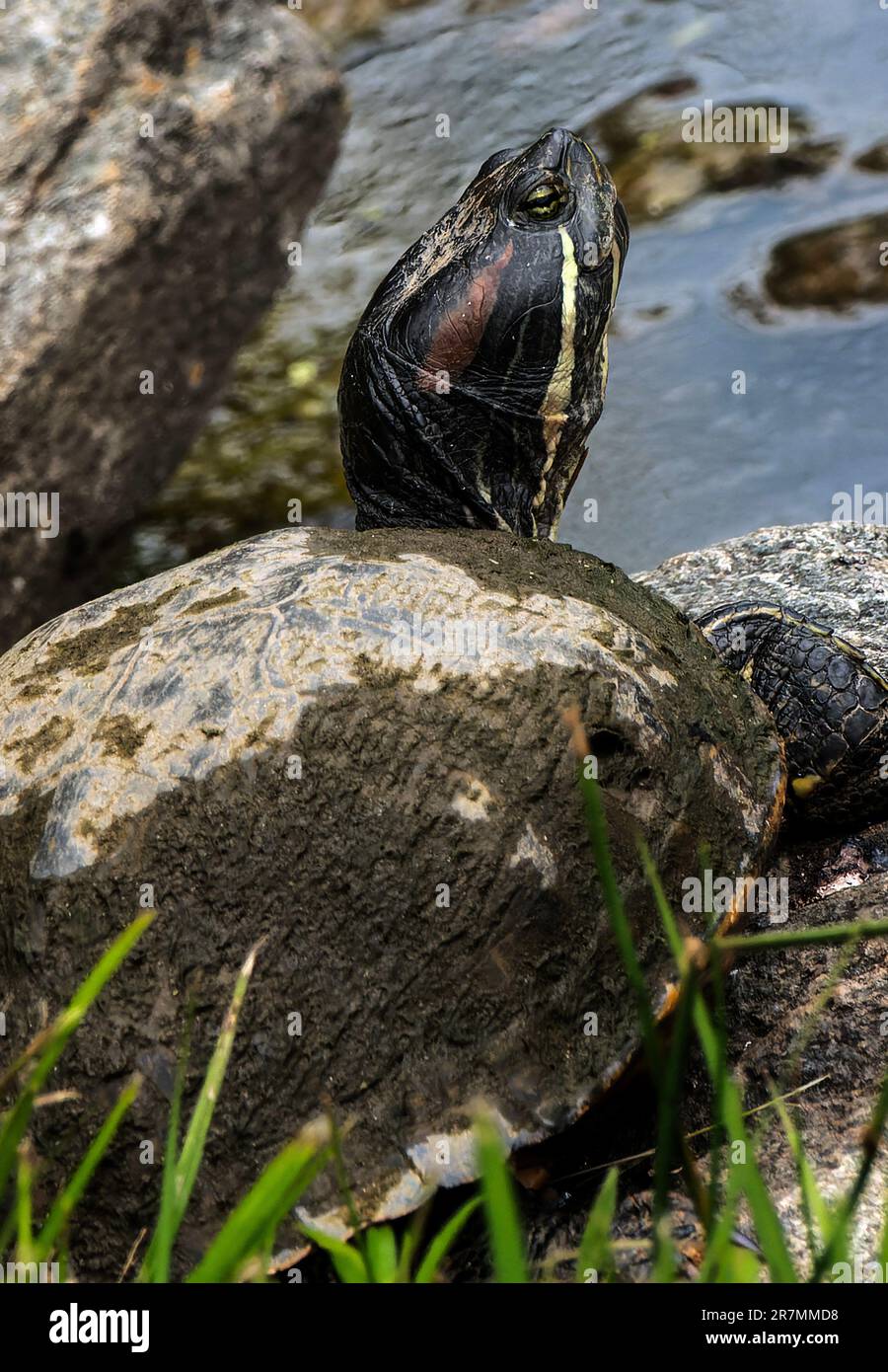 Red-eared slider turtle on the river bank Stock Photo - Alamy