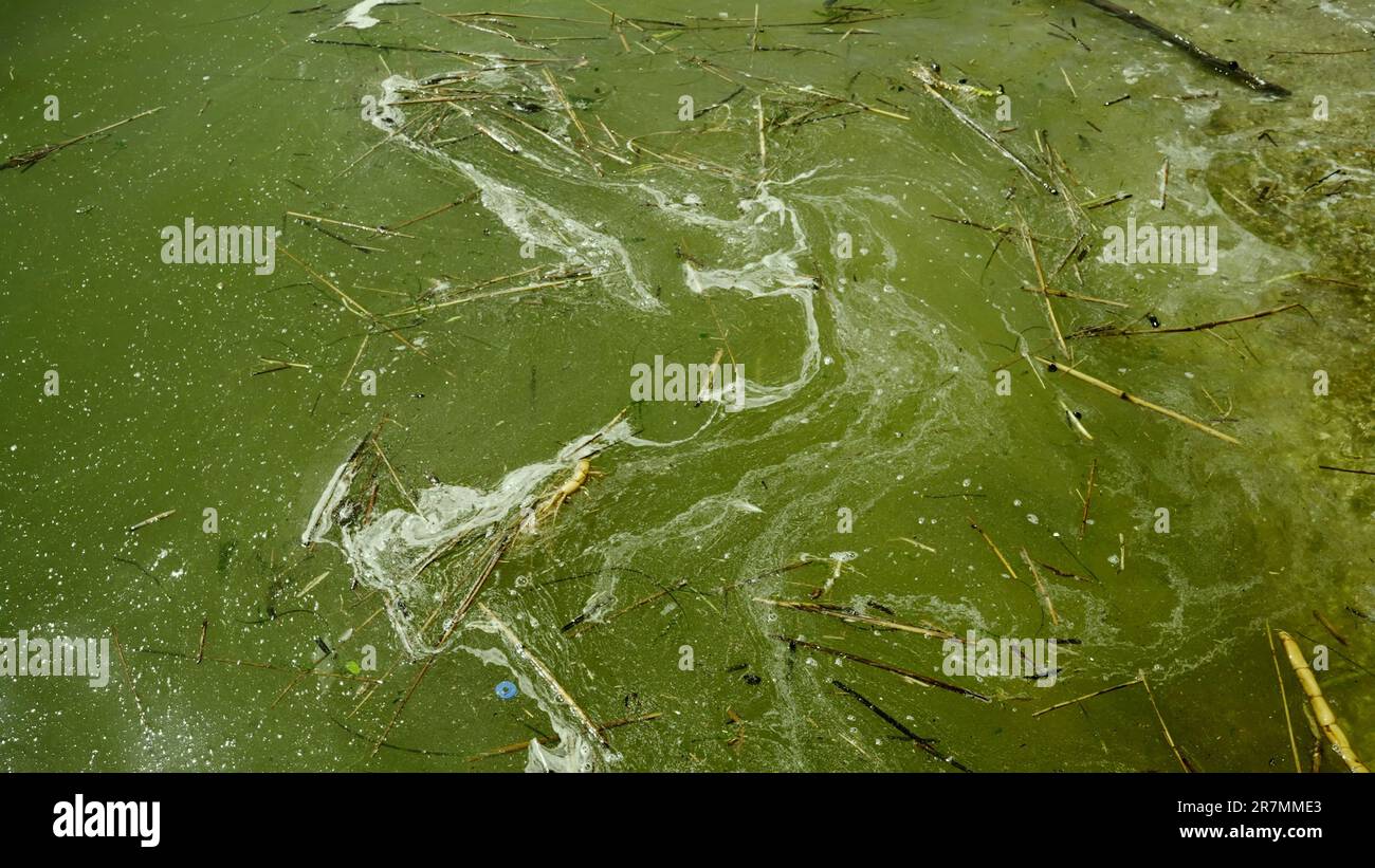 In Black Sea Blue-green algae blooms, water in Odessa has become ...