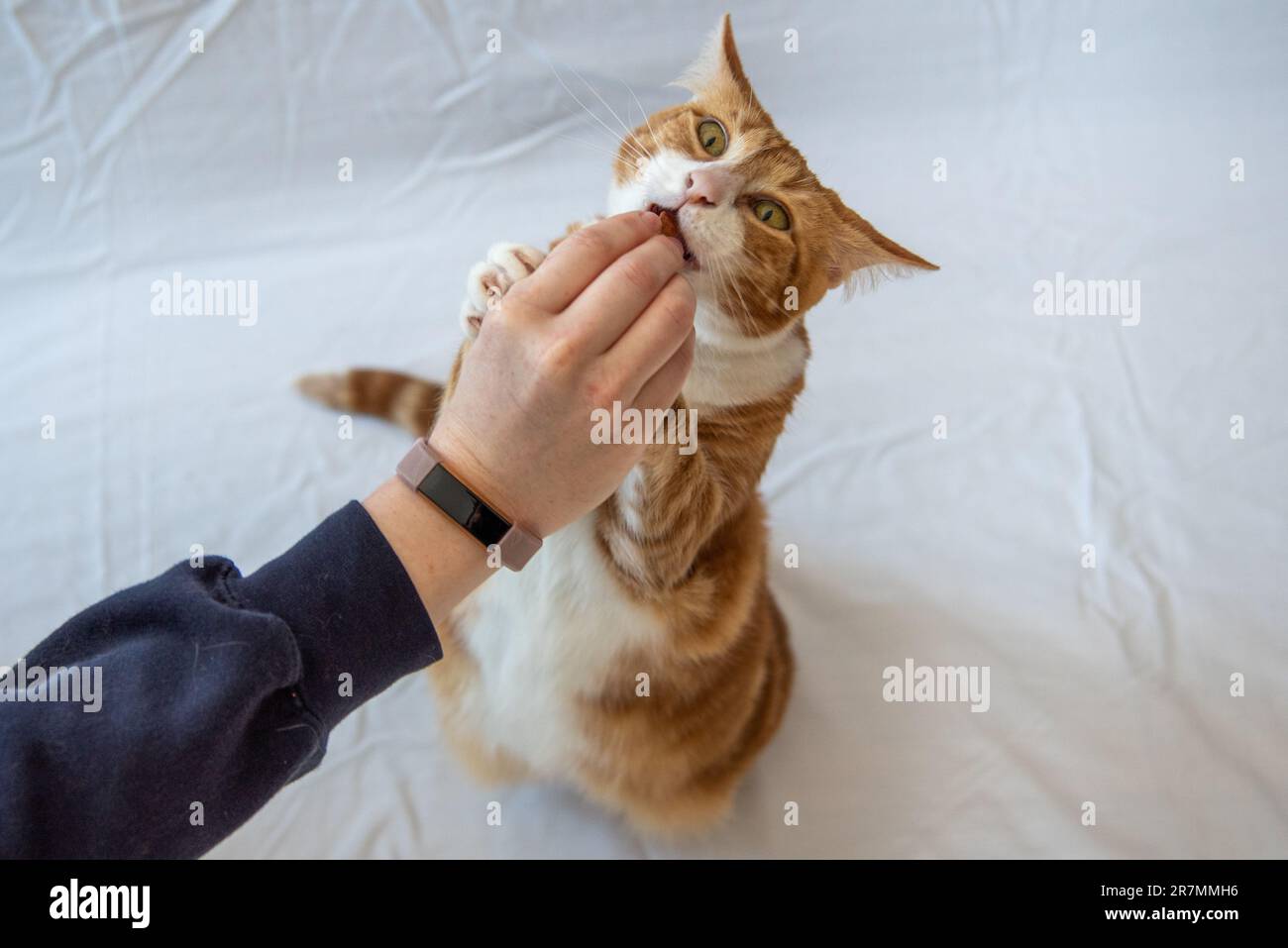Adorable tabby cat eating from hi-res stock photography and images - Alamy