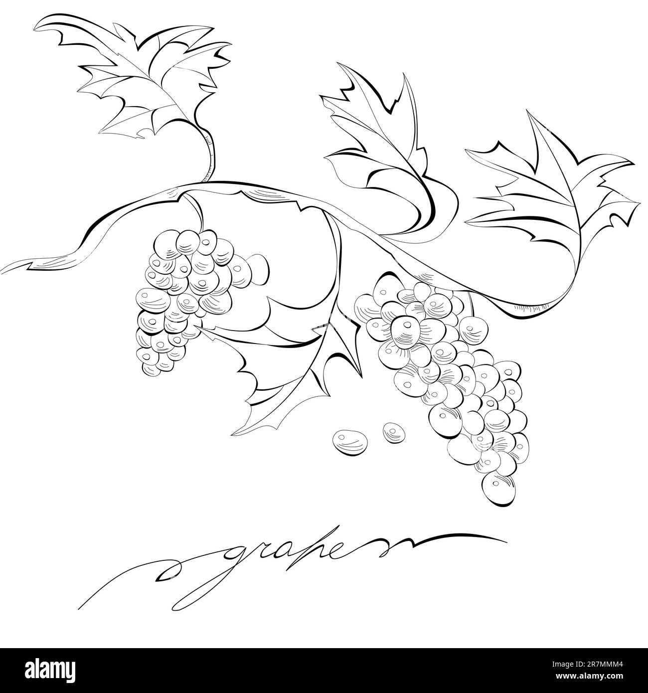 Sketch of grapes, Monochrome illustration Stock Vector Image & Art - Alamy