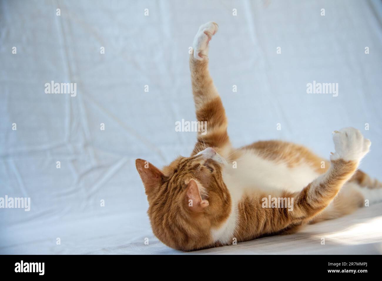 Ginger orange & white cat playing reaching up into air on white ...
