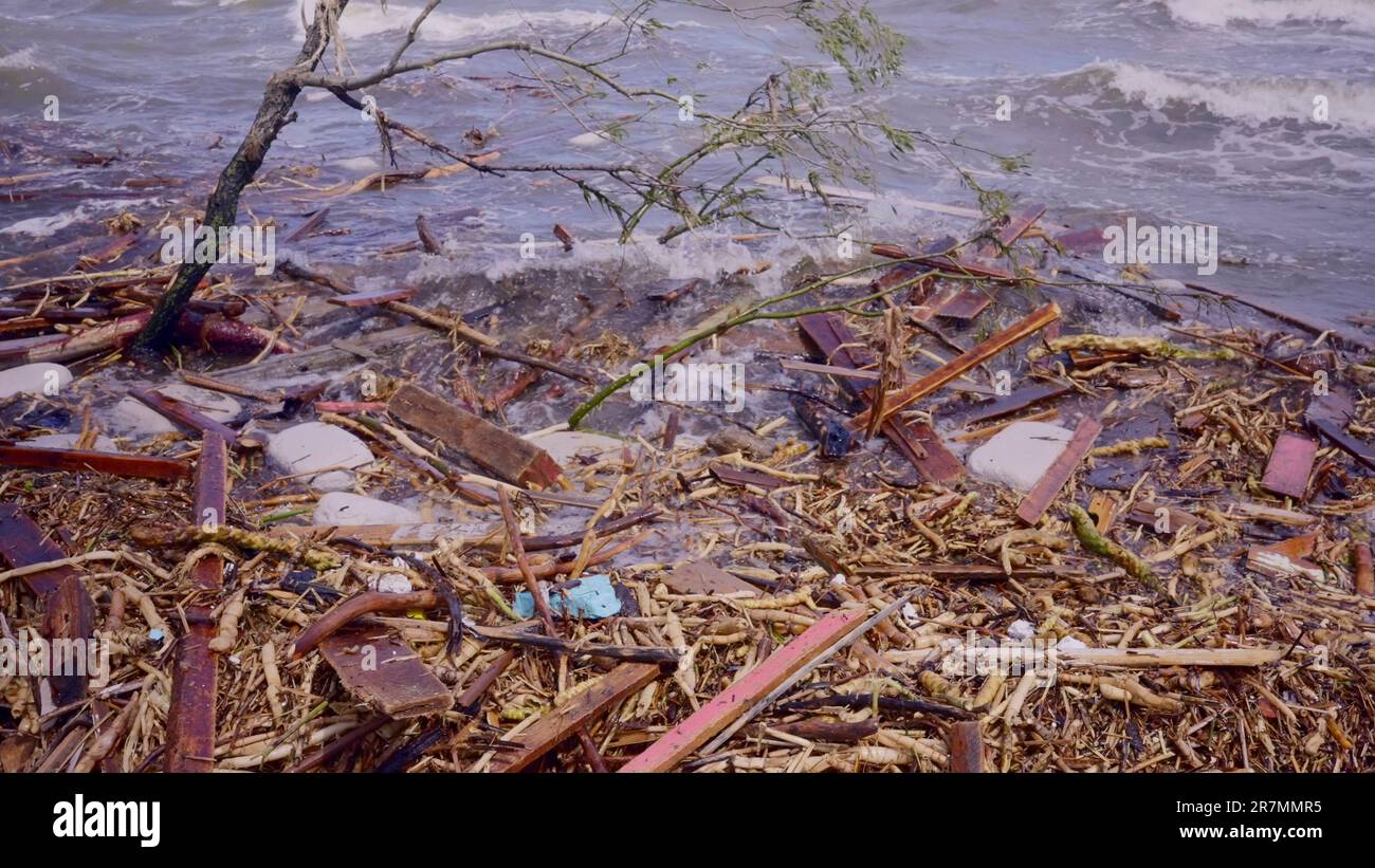 Trees with floating debris has reached Black Sea coastal zone in Odessa ...