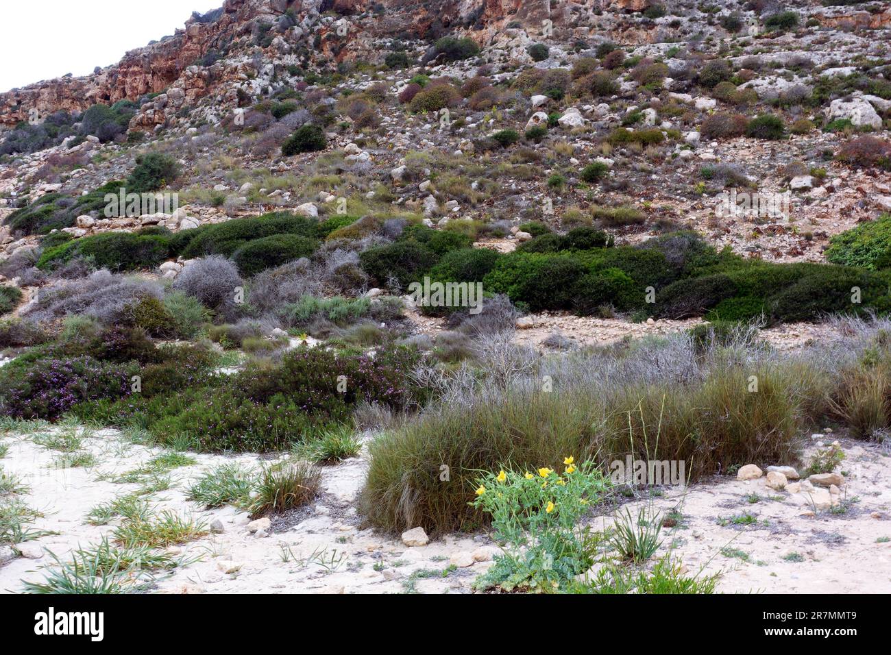 Image of Lampedusa Island nature reserve. Sicily, Italy Stock Photo - Alamy