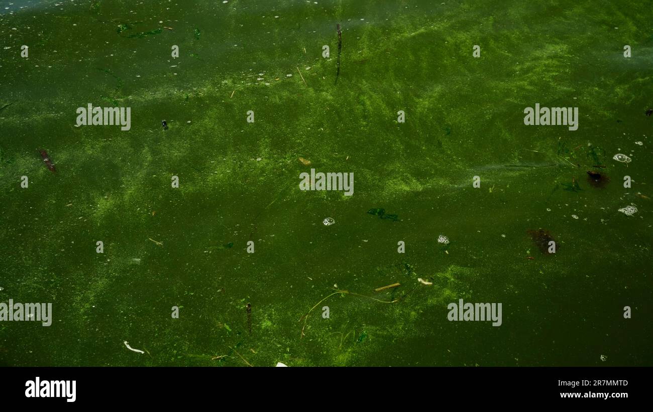 In Black Sea Blue-green algae blooms, water in Odessa has become ...
