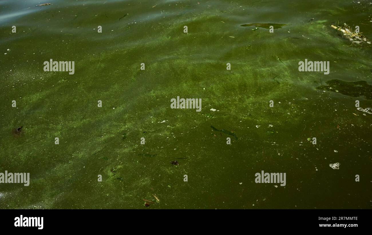 In Black Sea Blue-green algae blooms, water in Odessa has become ...