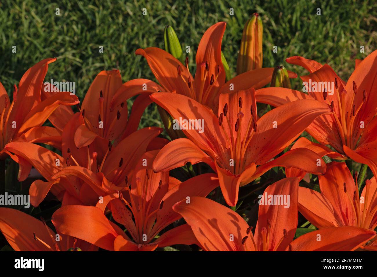Dwarf orange Asiatic Lily Stock Photo - Alamy
