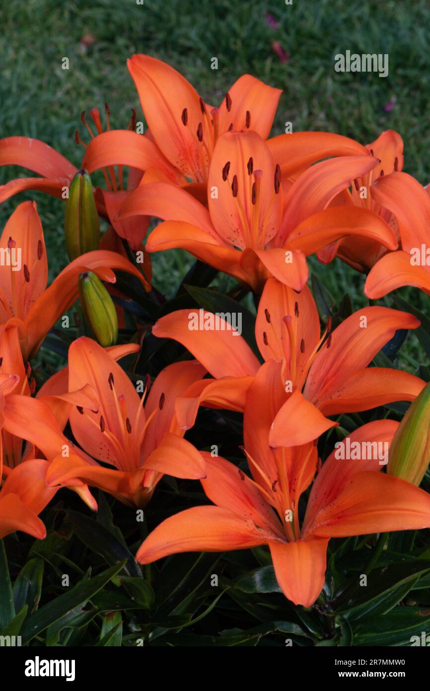 Dwarf orange Asiatic Lily Stock Photo - Alamy
