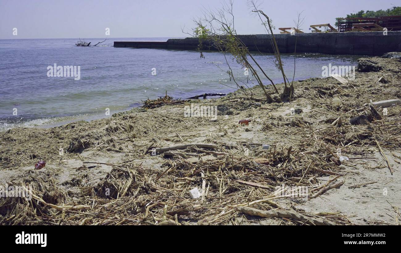Trees with floating debris has reached Black Sea coastal zone in Odessa ...