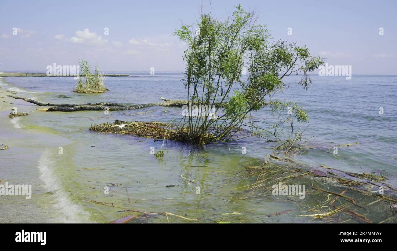 Trees with floating debris has reached Black Sea coastal zone in Odessa ...