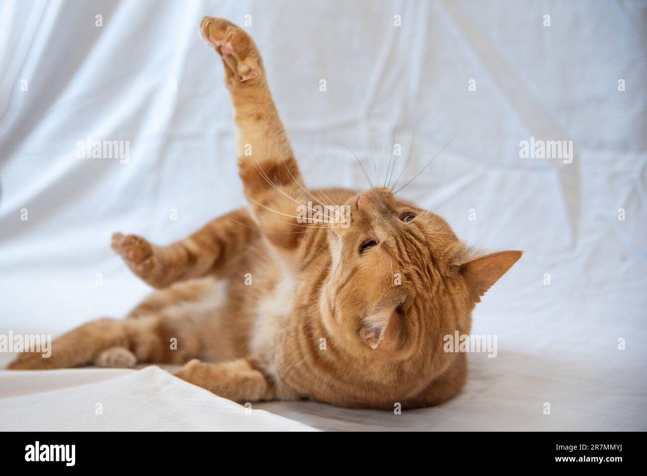 Ginger orange cat playing reaching up into air on white background ...