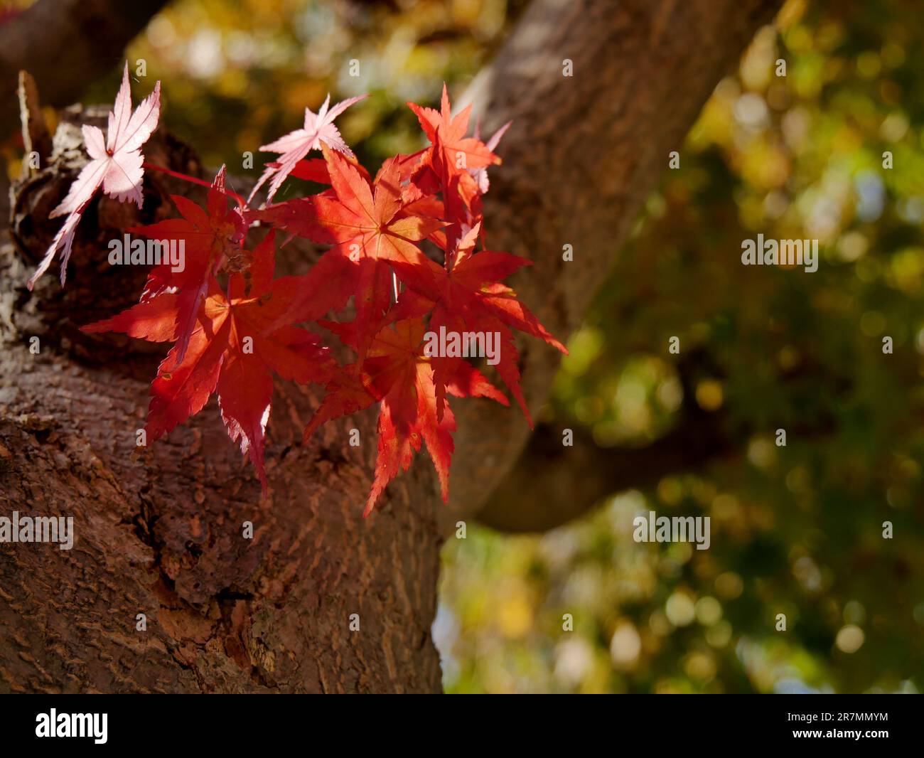 Momijigare hi-res stock photography and images - Alamy