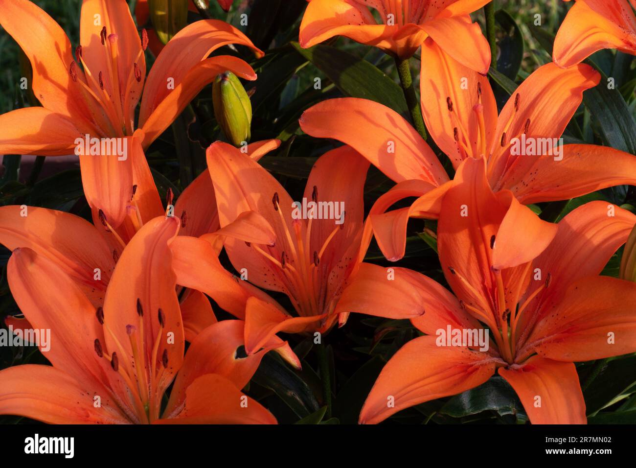 Dwarf orange Asiatic Lily Stock Photo - Alamy