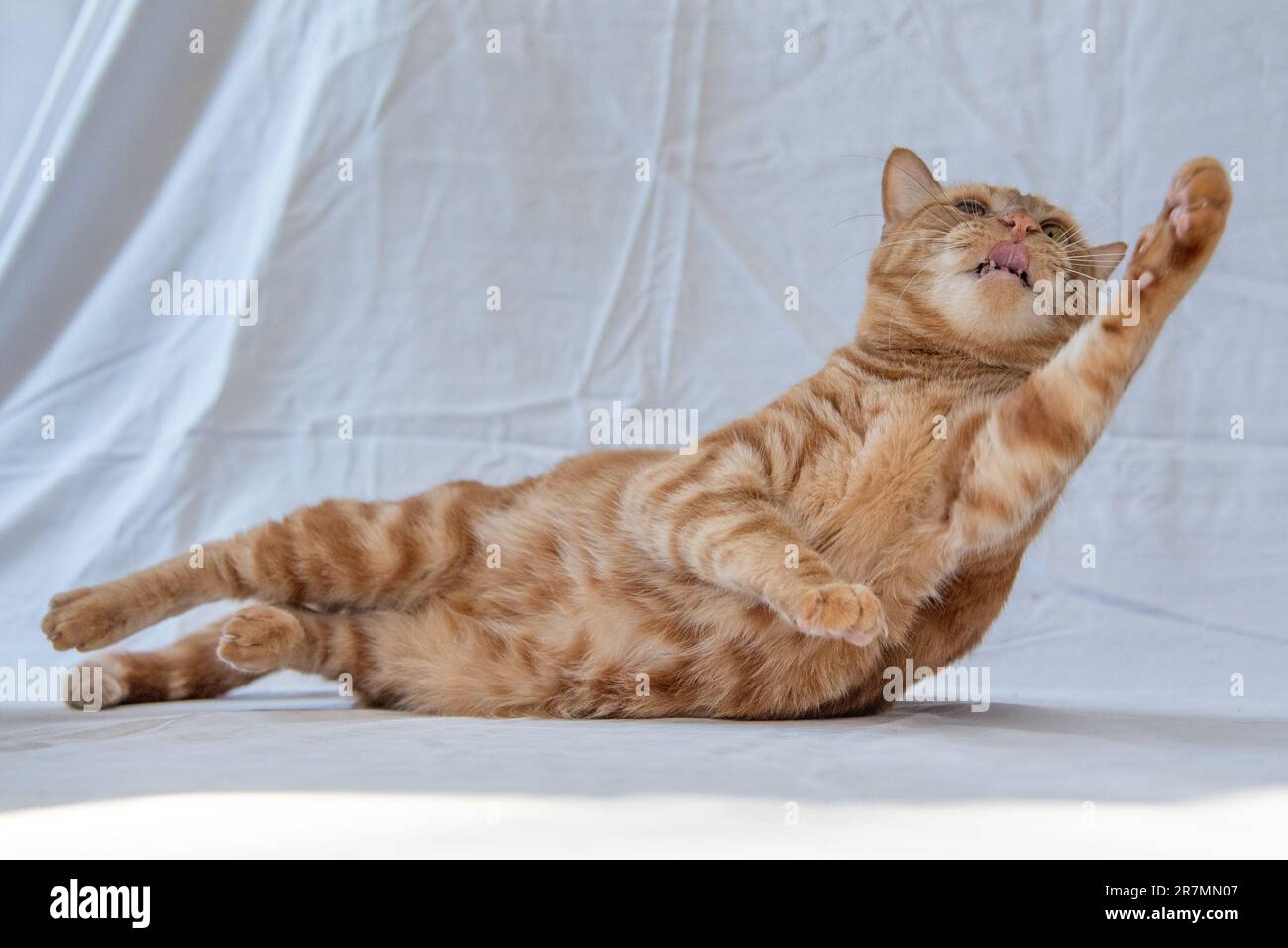 Ginger orange cat playing reaching up into air on white background ...