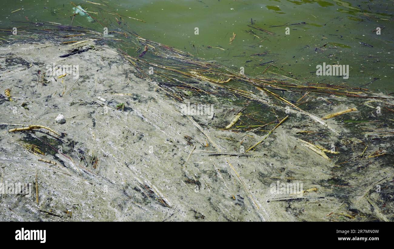 In Black Sea Blue-green algae blooms, water in Odessa has become ...