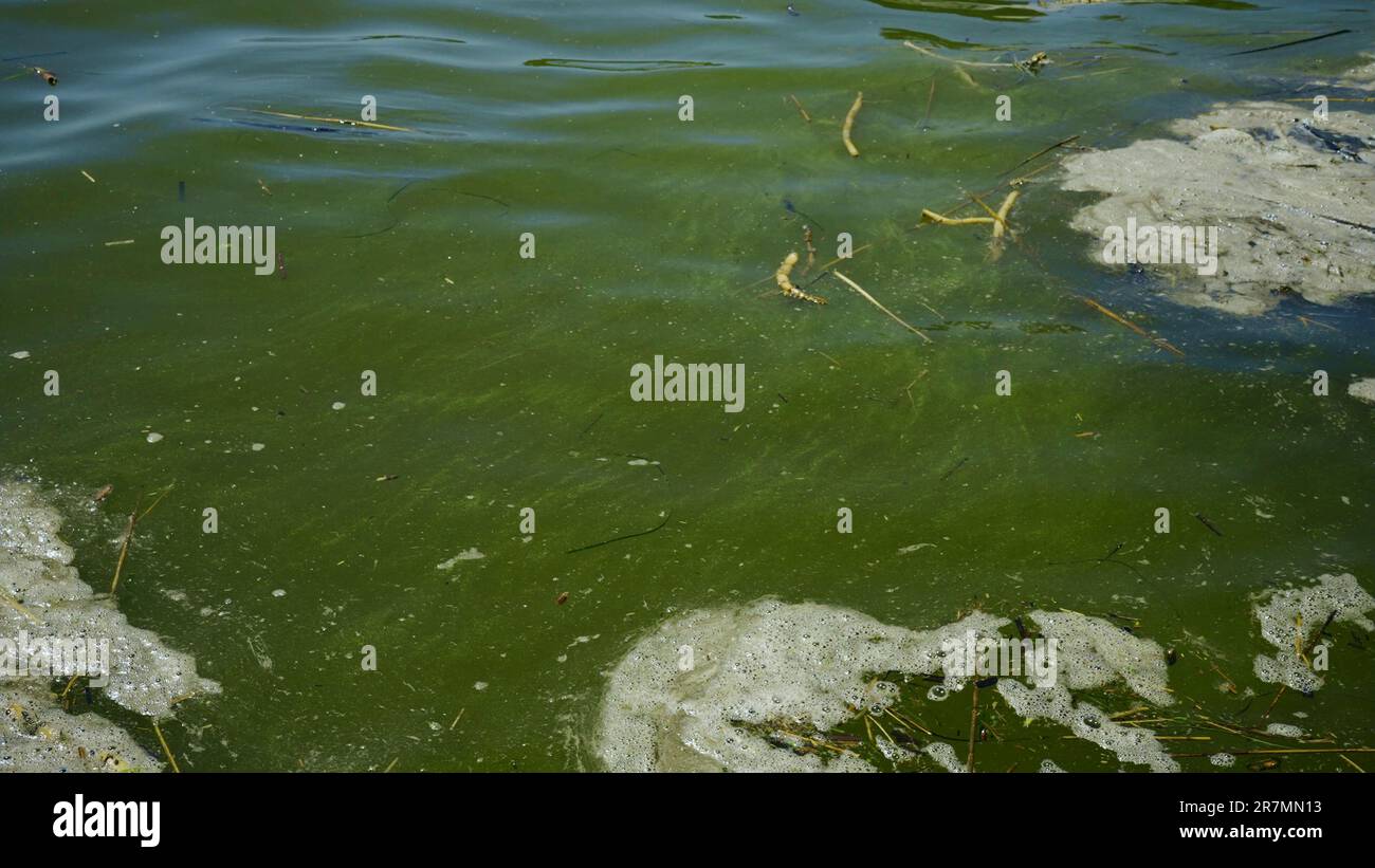 In Black Sea Blue-green algae blooms, water in Odessa has become ...