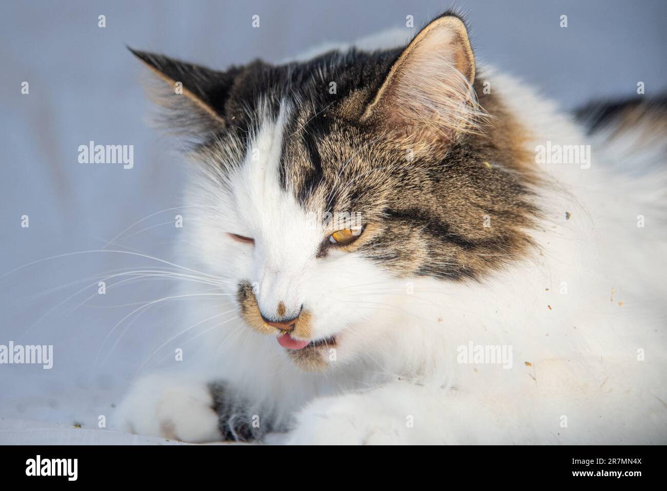 Stunning maine coone coon white, brown and orange eyes with fluffy warm ...