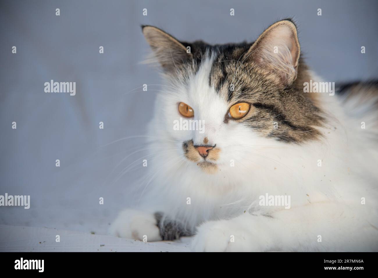 Stunning maine coone coon white, brown and orange eyes with fluffy warm ...