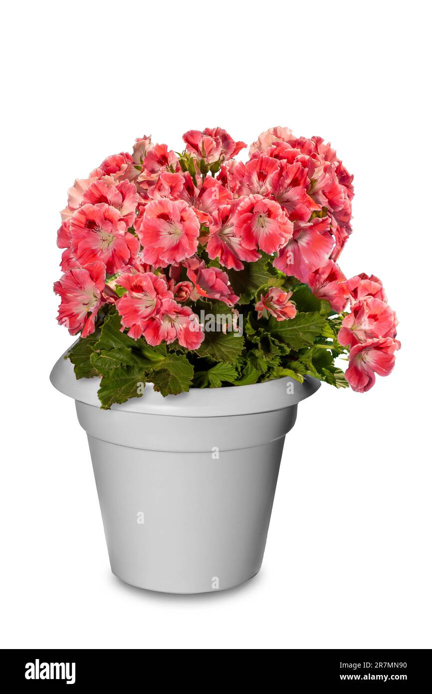 Royal geraniums Cut Out Stock Images & Pictures - Alamy